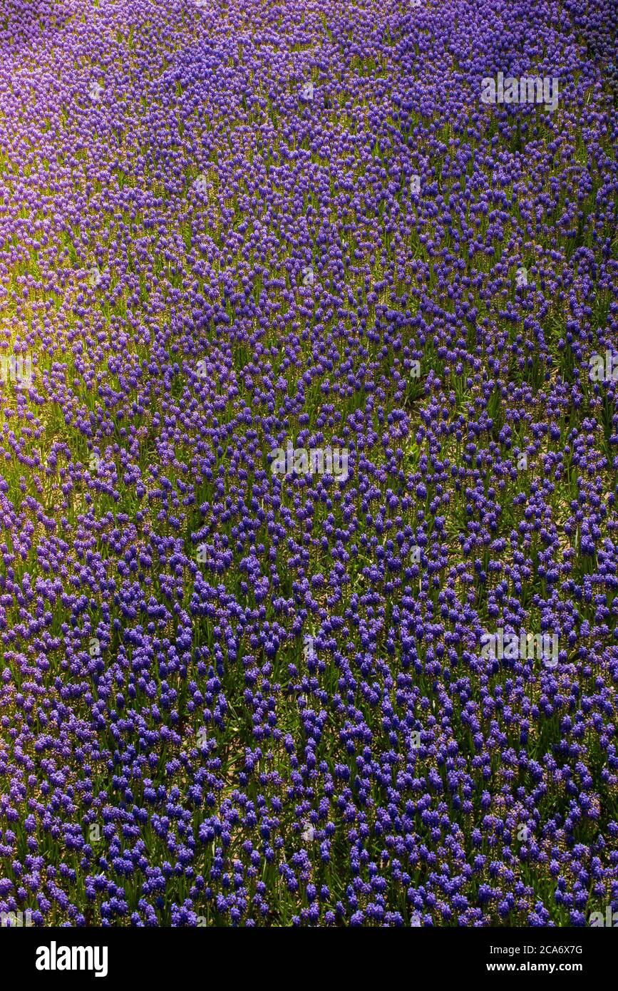 Blooming beautiful colorful fresh natural flowers in view Stock Photo ...