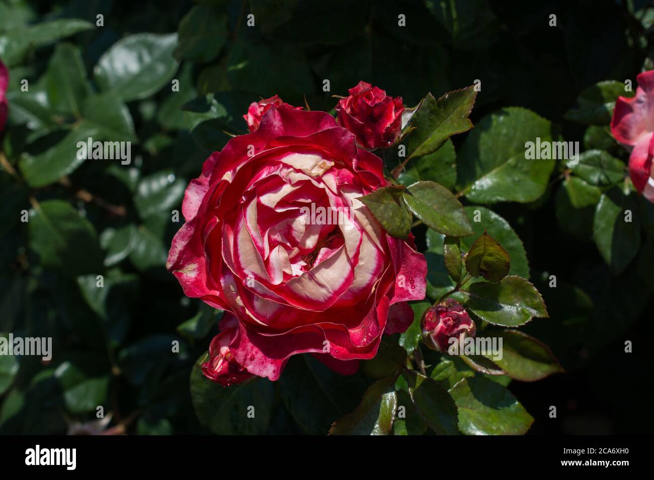 Blooming beautiful colorful rose in garden nature background Stock ...