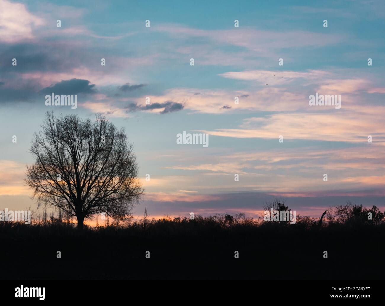 tree in the blue hour Stock Photo - Alamy