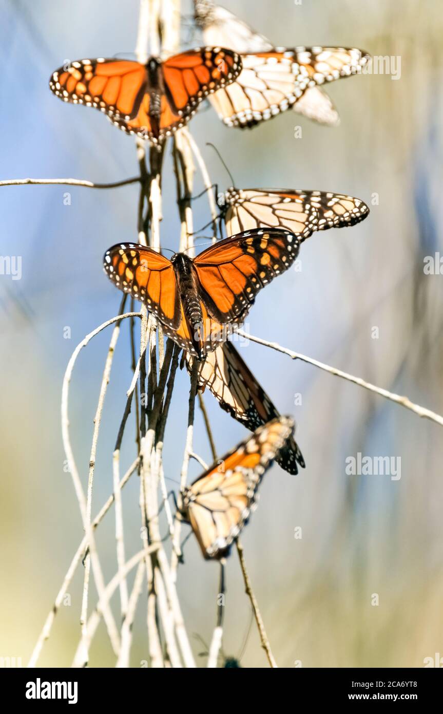 Monarch butterflies migration hi-res stock photography and images - Alamy