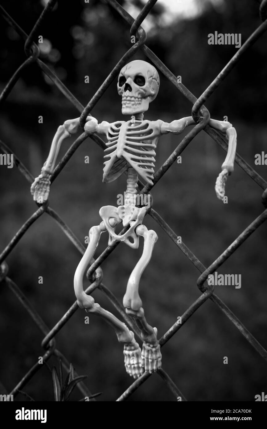 Spooky Halloween decoration skeleton hanging out on wire fence Stock ...