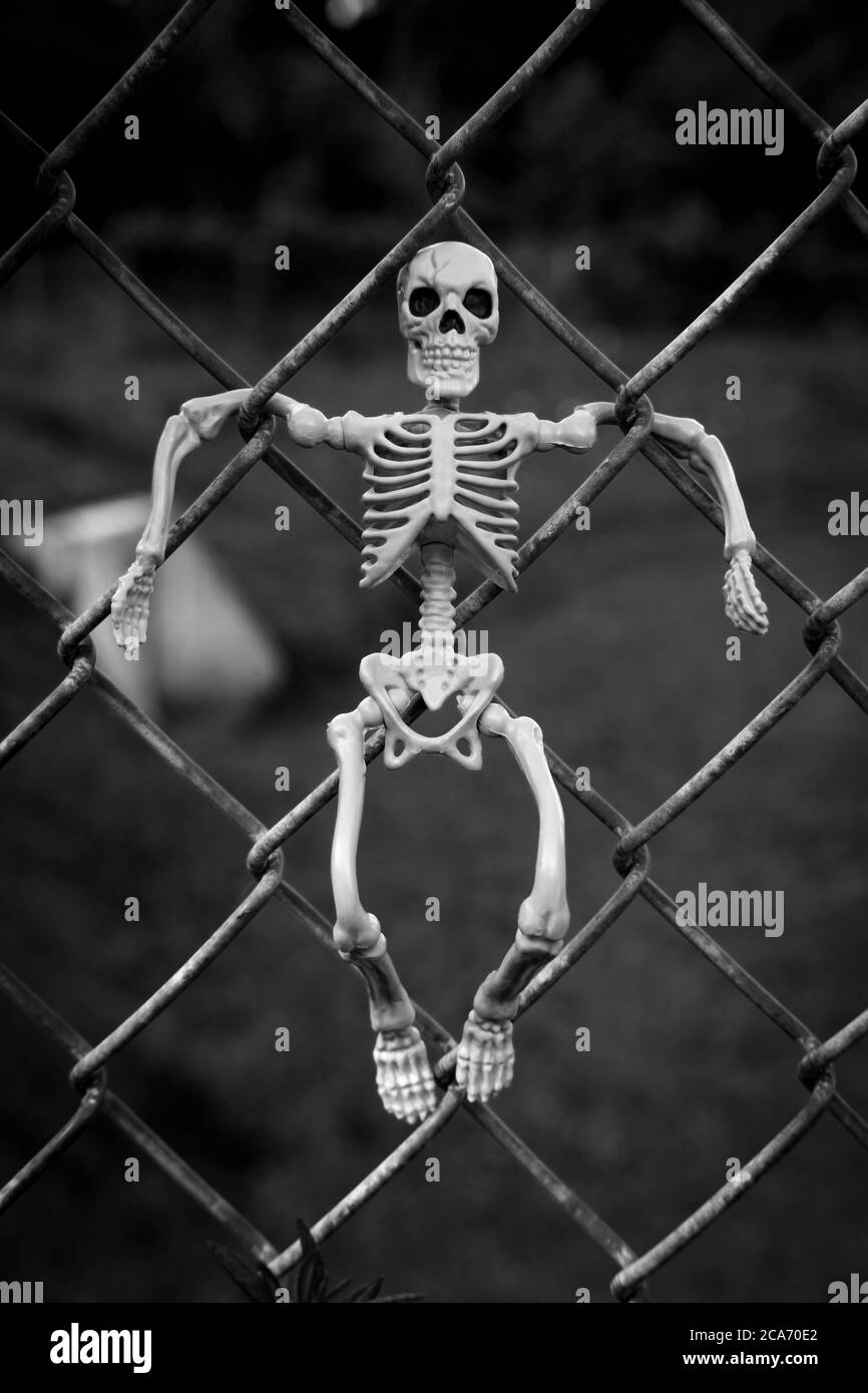 Spooky Halloween decoration skeleton hanging out on wire fence Stock ...
