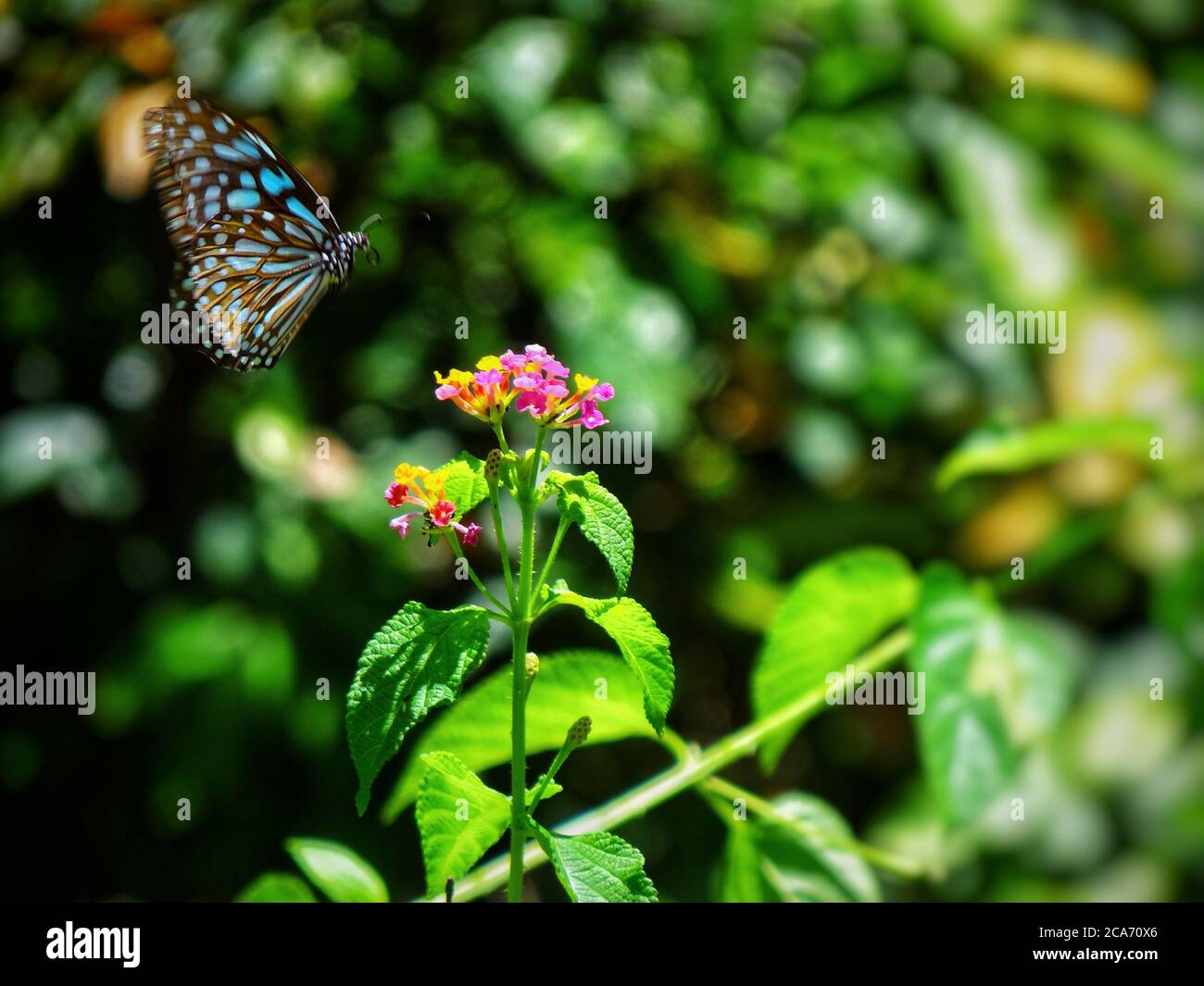 Butterfly landing on a flower Stock Photo - Alamy