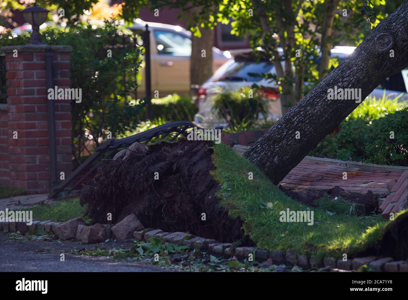 August 04, 2020: A tree is ripped out of the ground and crashes through ...