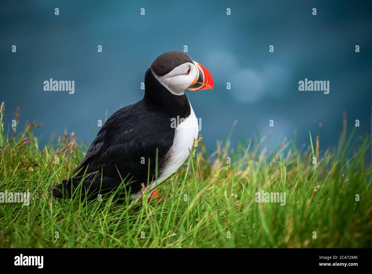 Wild Atlantic puffin seabird in the auk family Stock Photo - Alamy