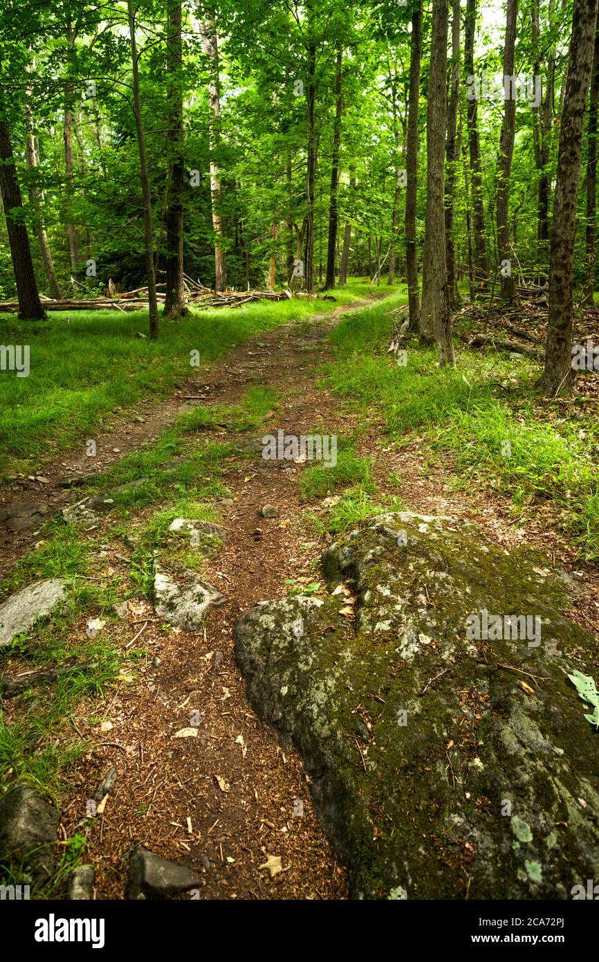 Sunny summer day at Wawayanda State Park on the trails Stock Photo - Alamy