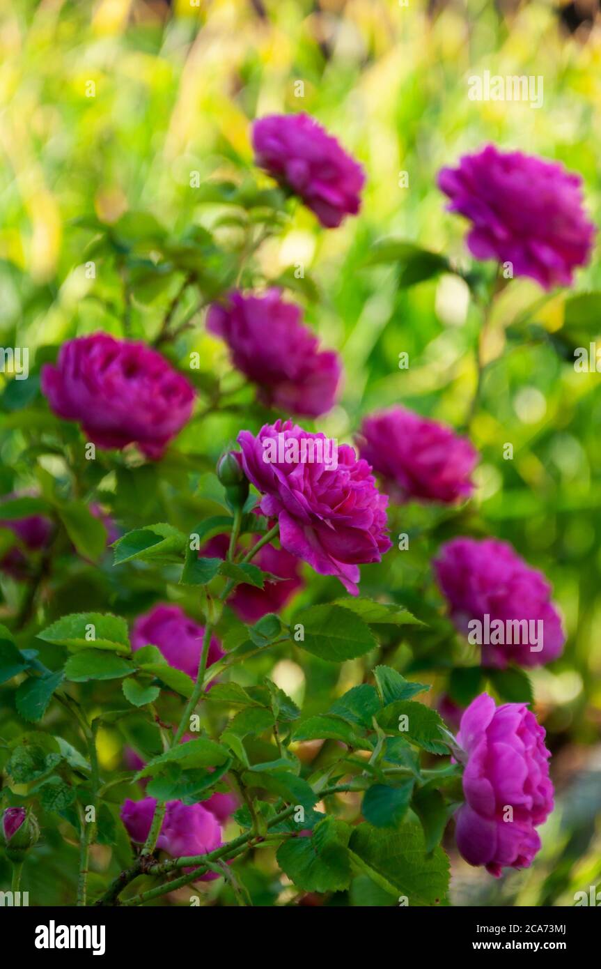 Bush of pink wild rose flowers in the garden Stock Photo - Alamy