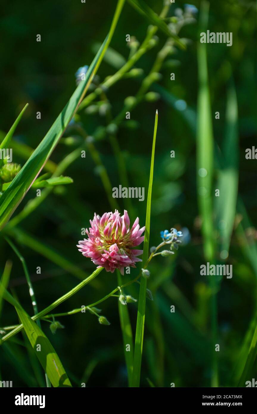 Pink grass flower hi-res stock photography and images - Alamy