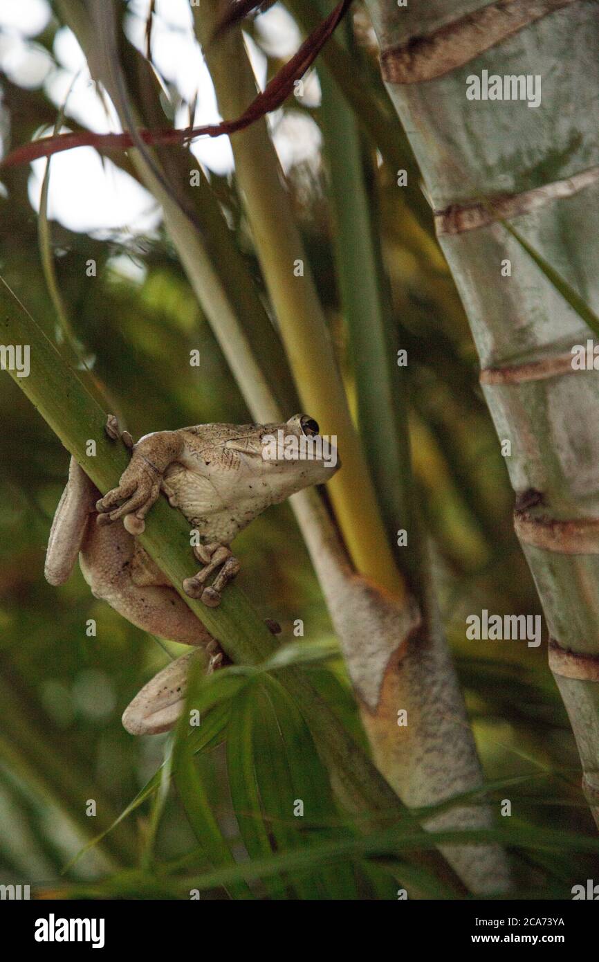 Cuban Tree Frog Osteopilus septentrionalis hangs on an areca palm in ...