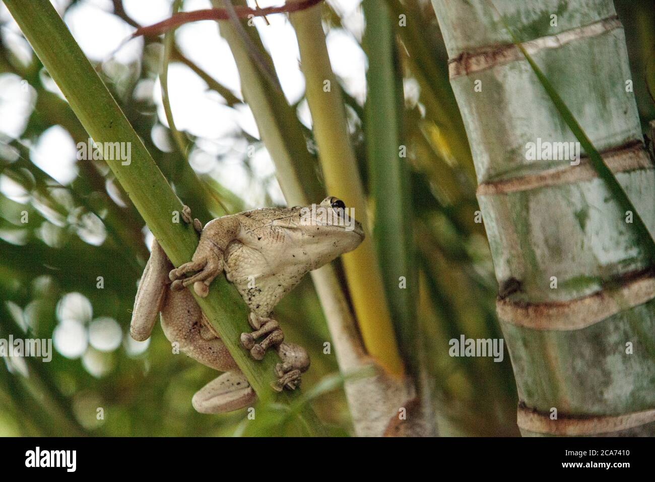 Cuban Tree Frog Osteopilus septentrionalis hangs on an areca palm in ...