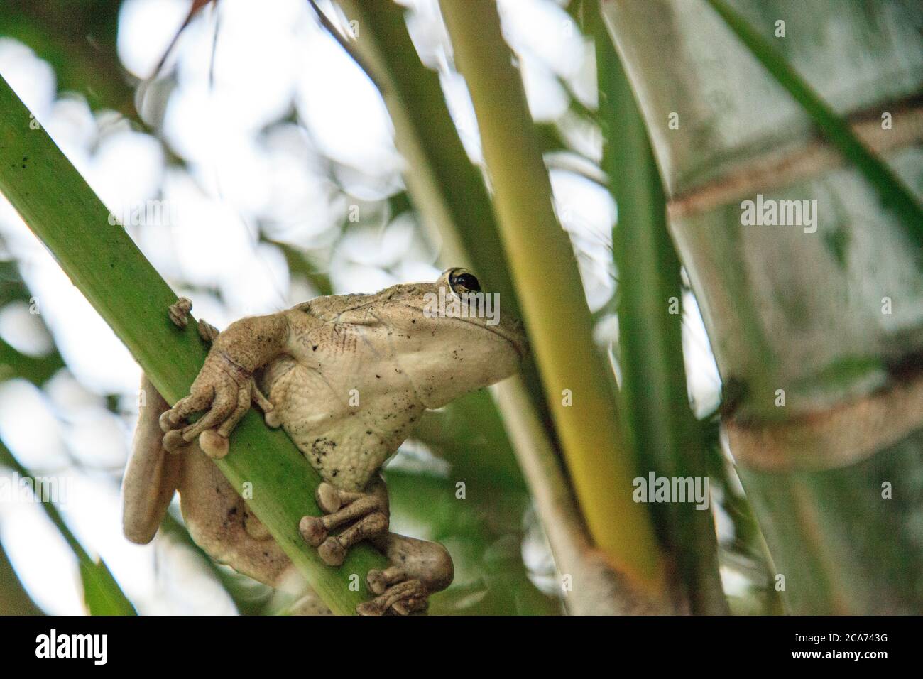 Cuban Tree Frog Osteopilus septentrionalis hangs on an areca palm in ...
