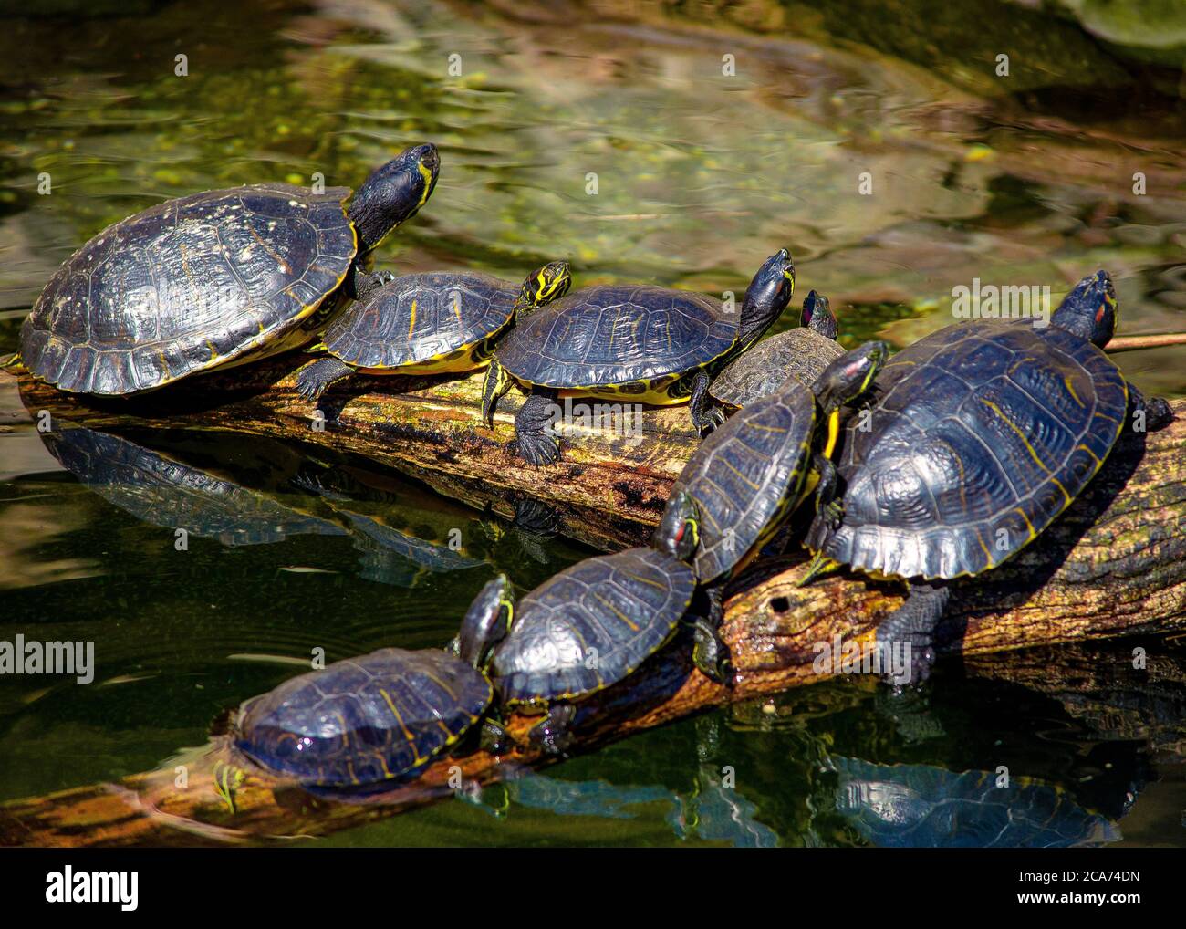 Pleurodiran hi-res stock photography and images - Alamy