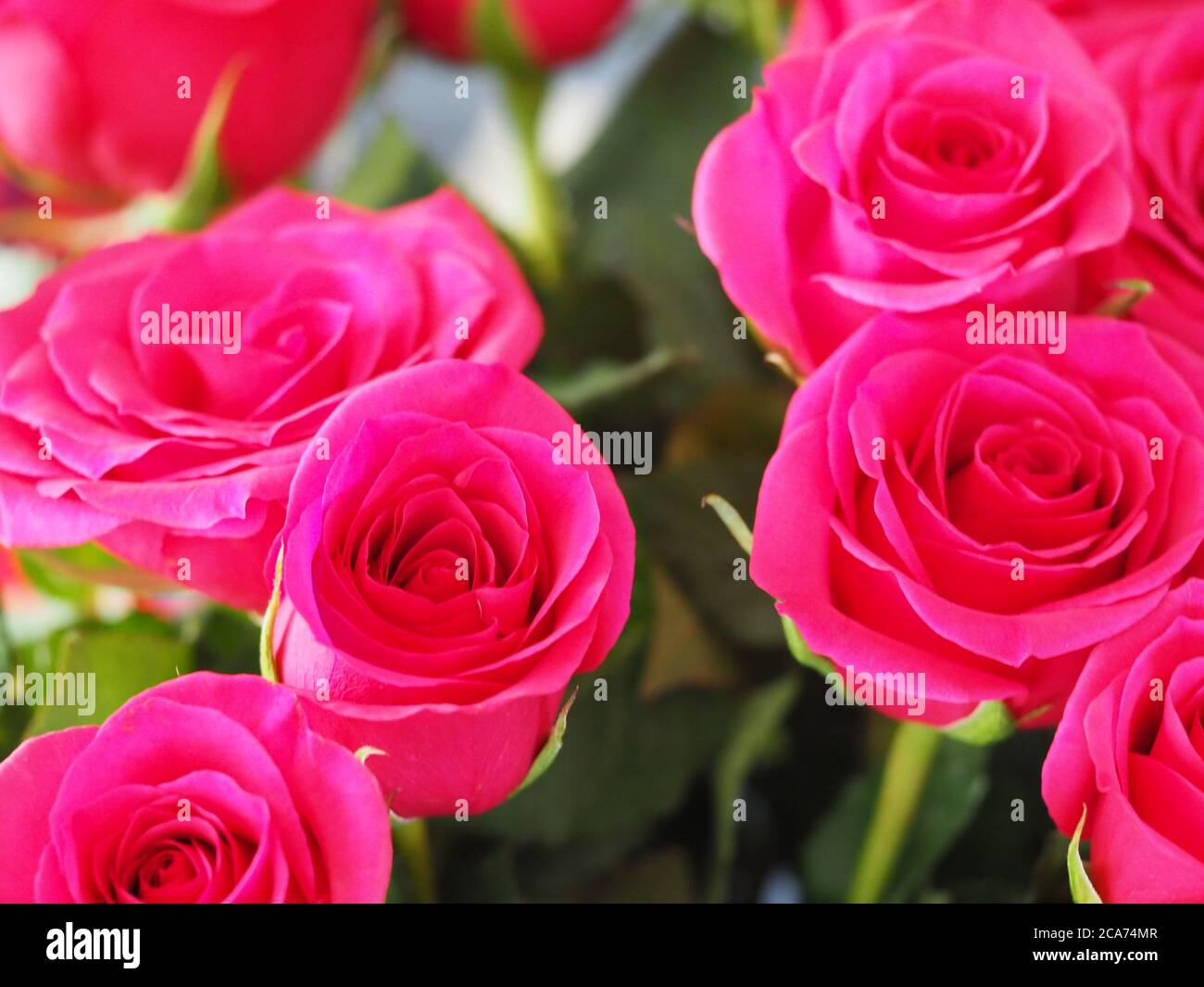Dozen roses hi-res stock photography and images - Alamy