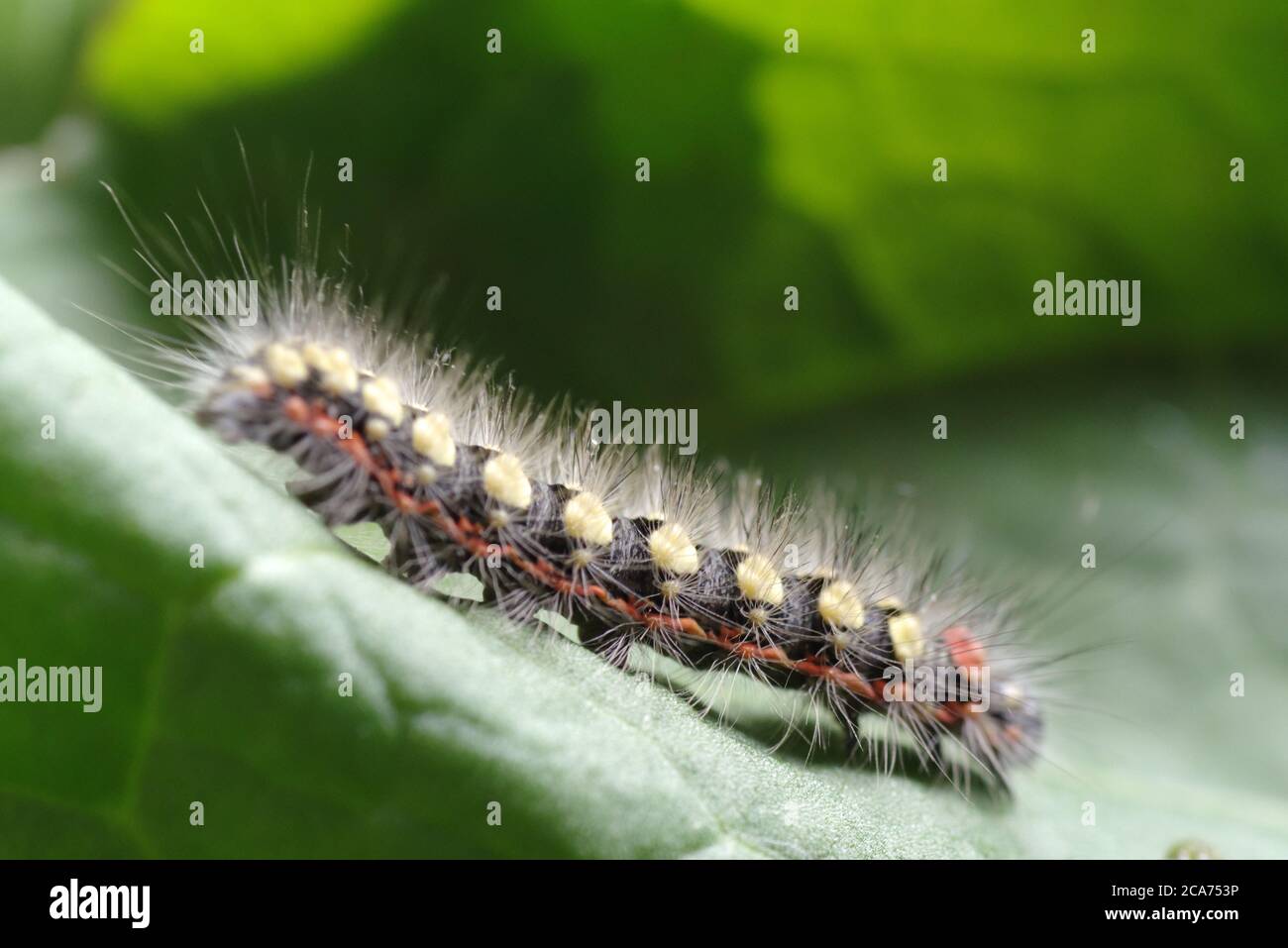 Acronicta Cinerea - Sweet Gale Moth - Blågrått kveldfly caterpillar ...