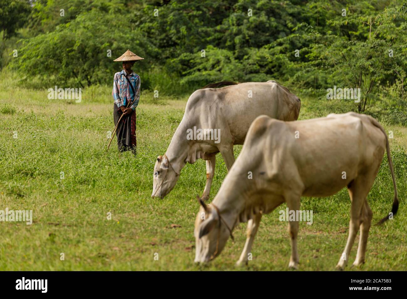 Myanmar fields and cattle hi-res stock photography and images - Alamy