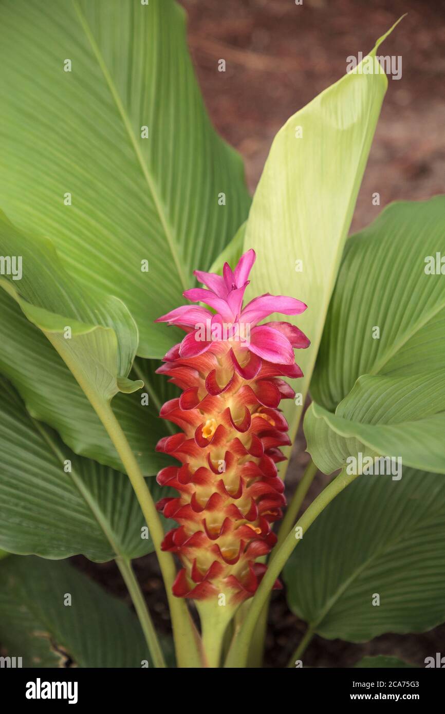 Curcuma roscoeana flower hi-res stock photography and images - Alamy