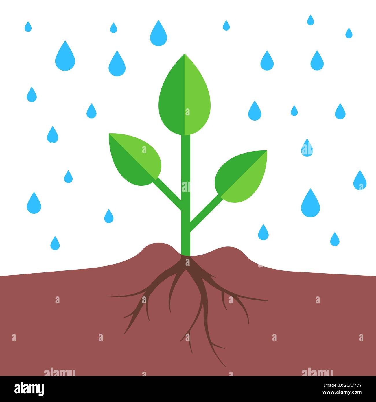 a plant with a root system pours rain. flat vector illustration Stock ...