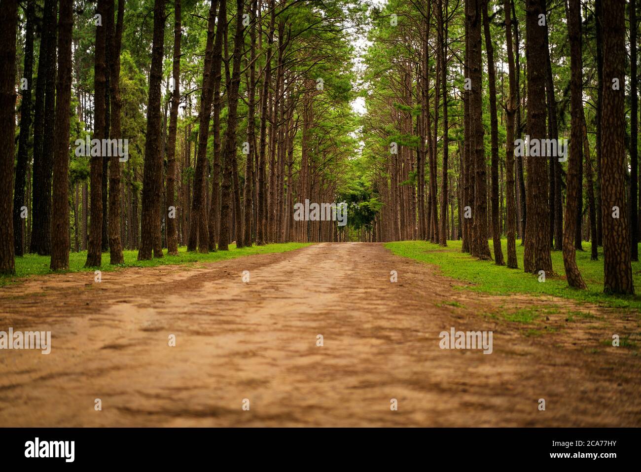 Road path in a pine tree forest Stock Photo - Alamy