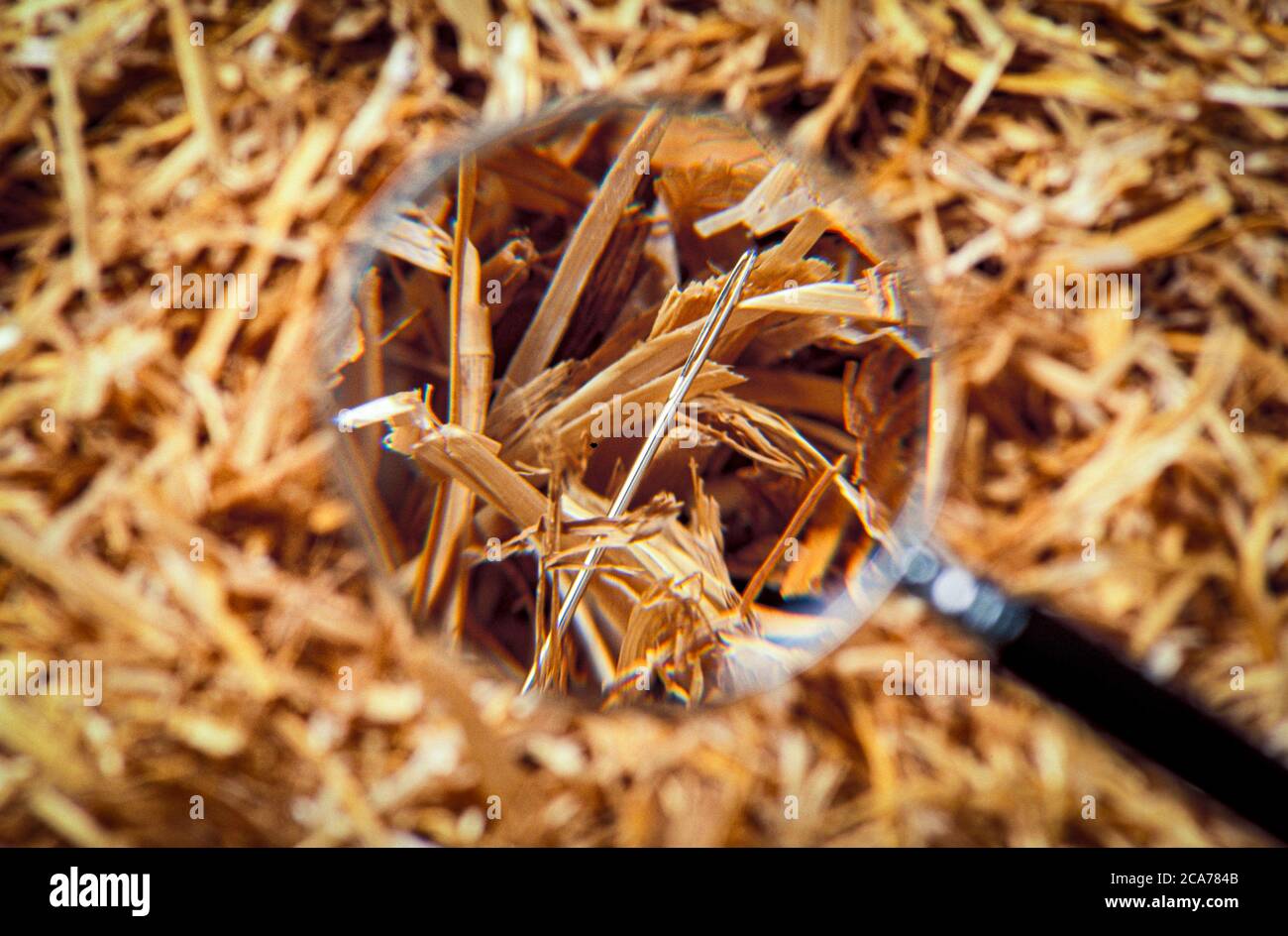 Magnifying glass showing needle in haystack Stock Photo - Alamy