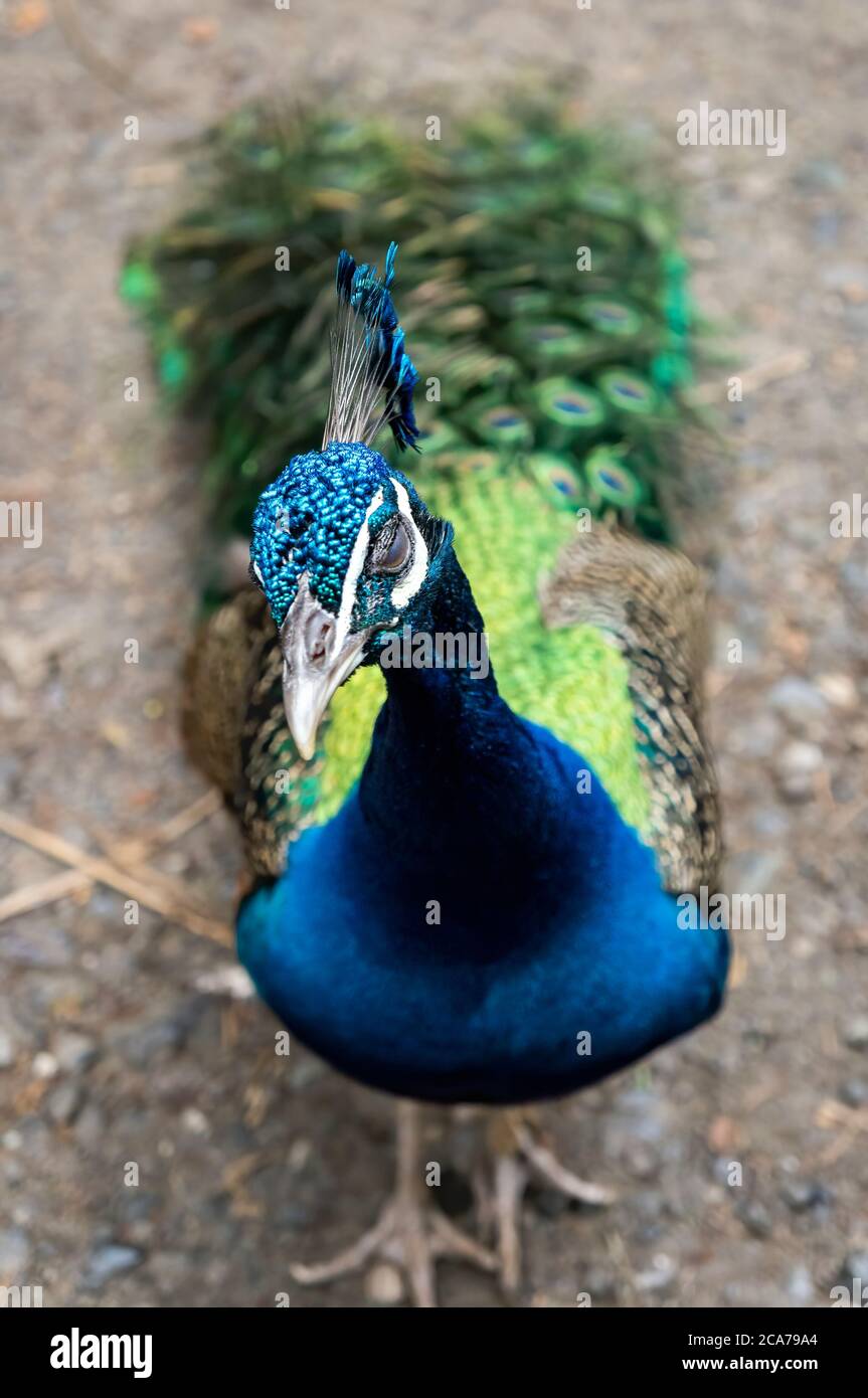 Curious pheasant hi-res stock photography and images - Alamy
