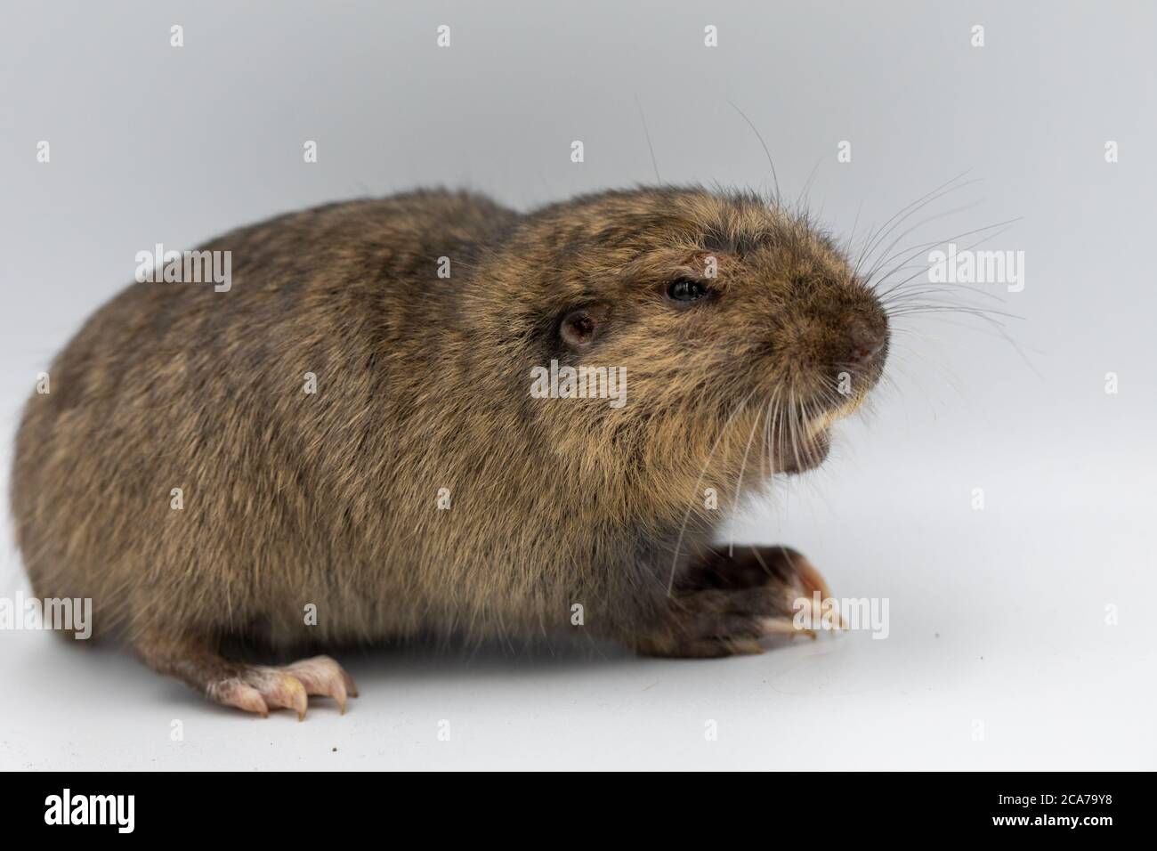 Gopher teeth hi-res stock photography and images - Alamy