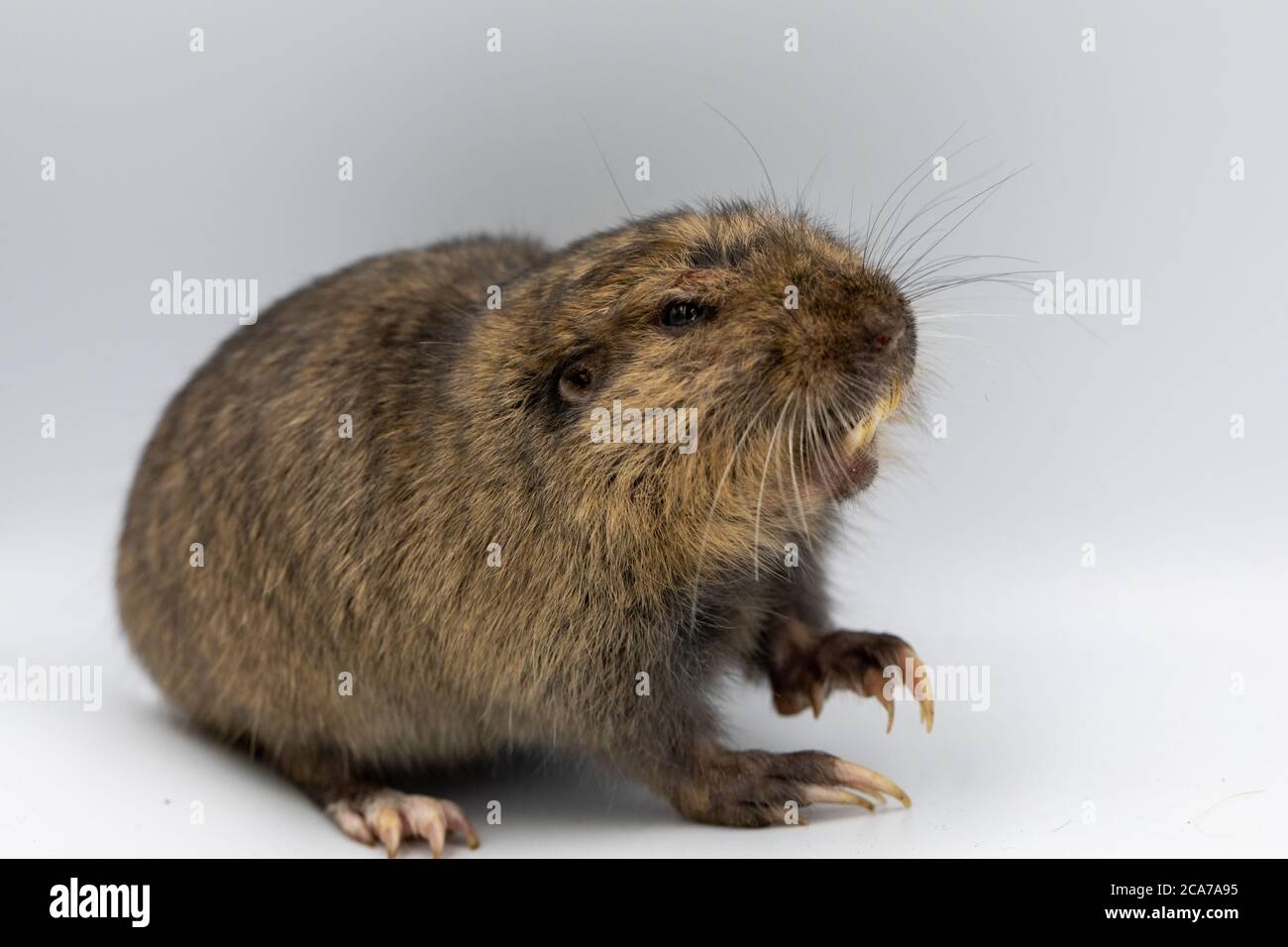 Gopher teeth hi-res stock photography and images - Alamy