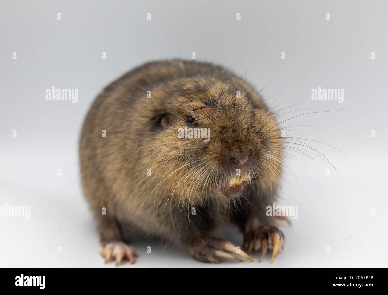 Gopher teeth hi-res stock photography and images - Alamy