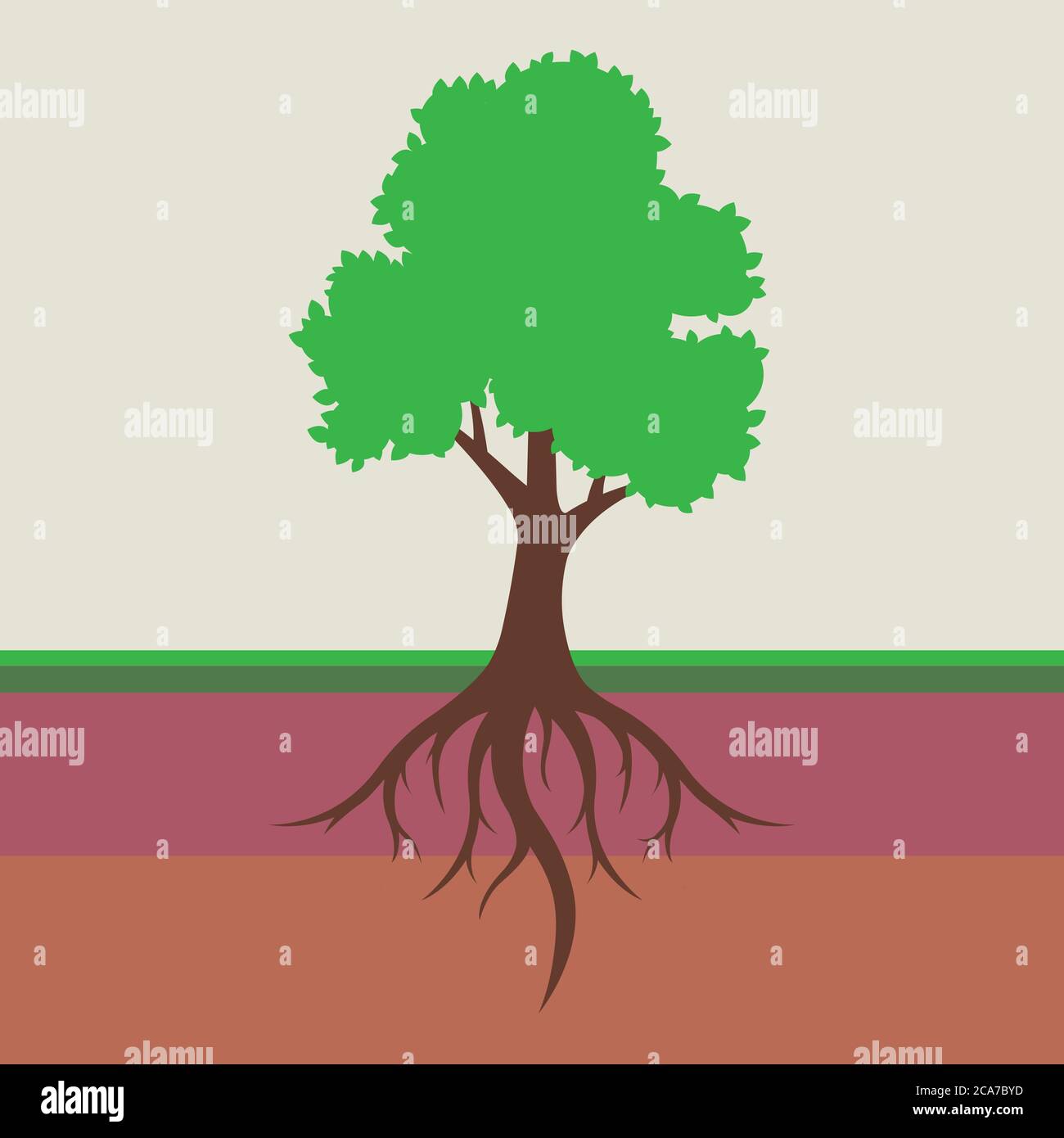 root system of a tree with leaves. dividing the soil into a layer. flat ...