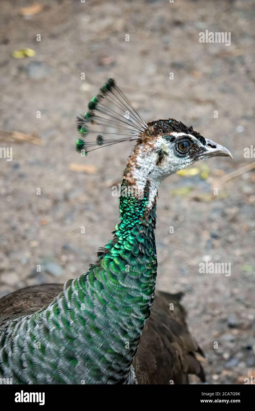 Portrait of a Peahen, female Indian Peafowl (Pavo cristatus - species ...