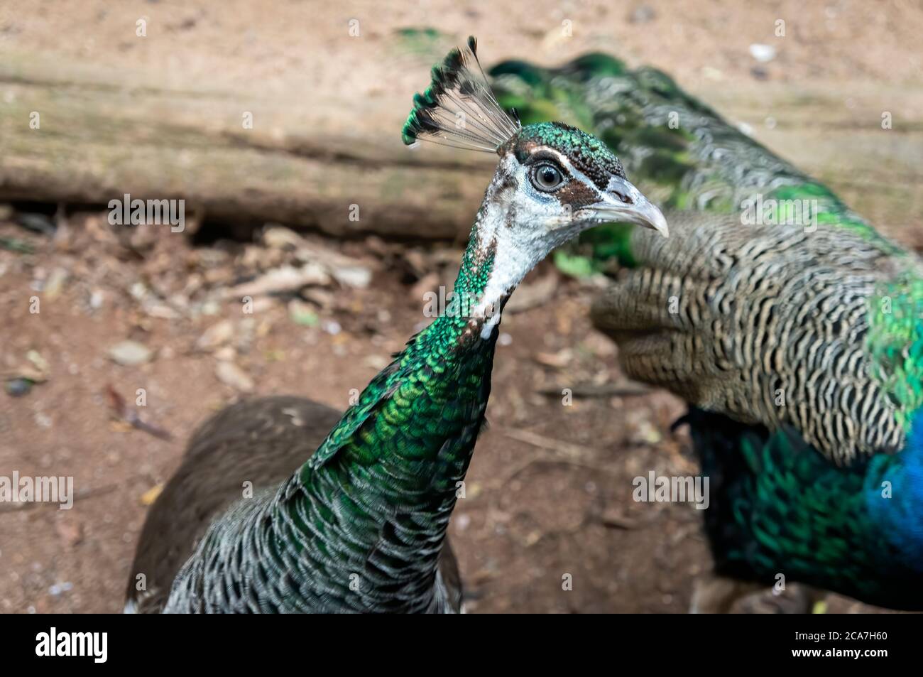 Portrait of a Peahen, female Indian Peafowl (Pavo cristatus - a species ...
