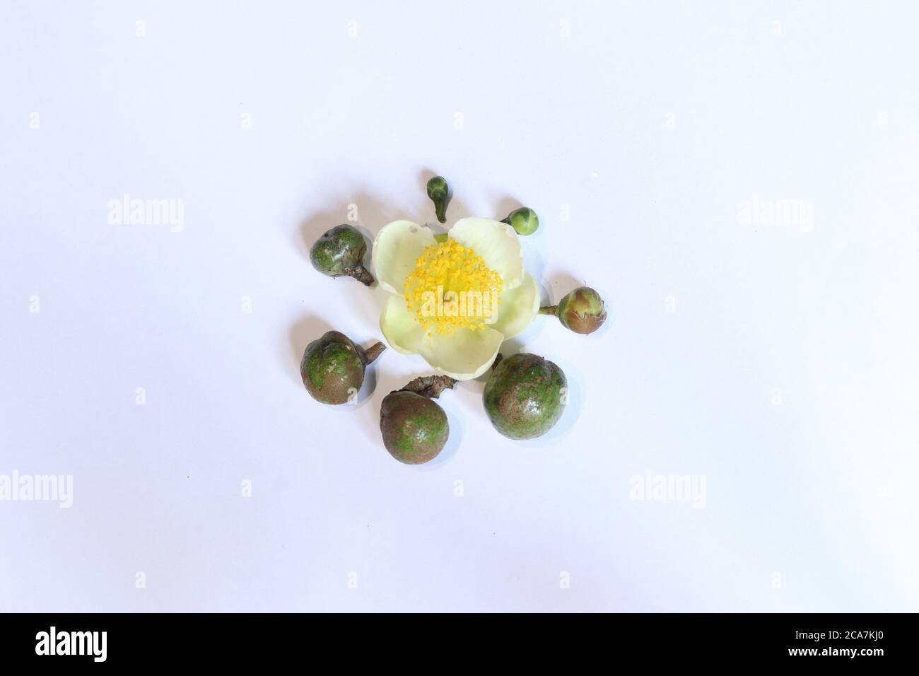 the life cycle of tea flowers is surrounded by flowers that are still ...