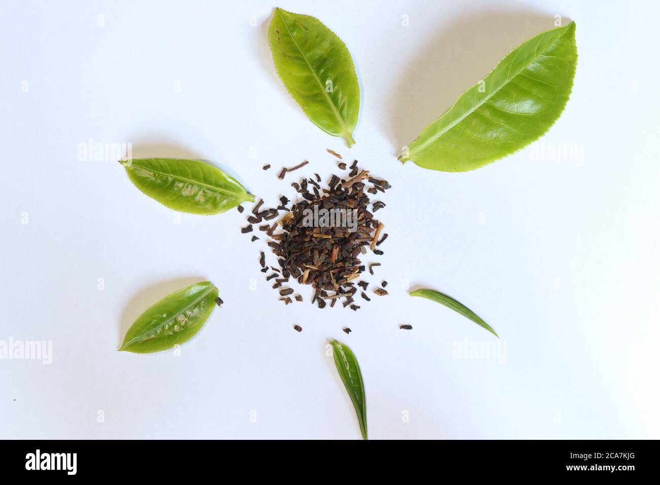 the life cycle of tea leaves from buds to those that have bloomed is ...