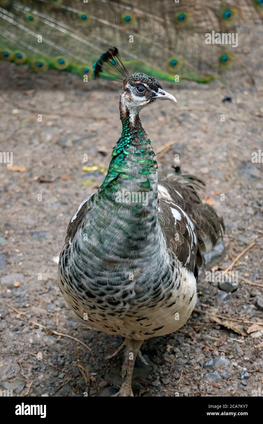 Indian peafowl female hi-res stock photography and images - Alamy