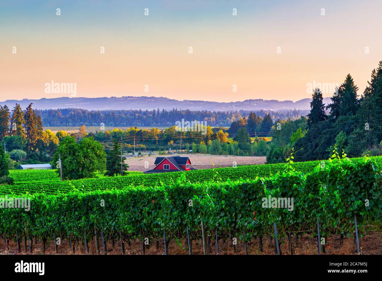 Countryside Landscape showing Hills and Fruit Orchards at Dusk in Rural ...