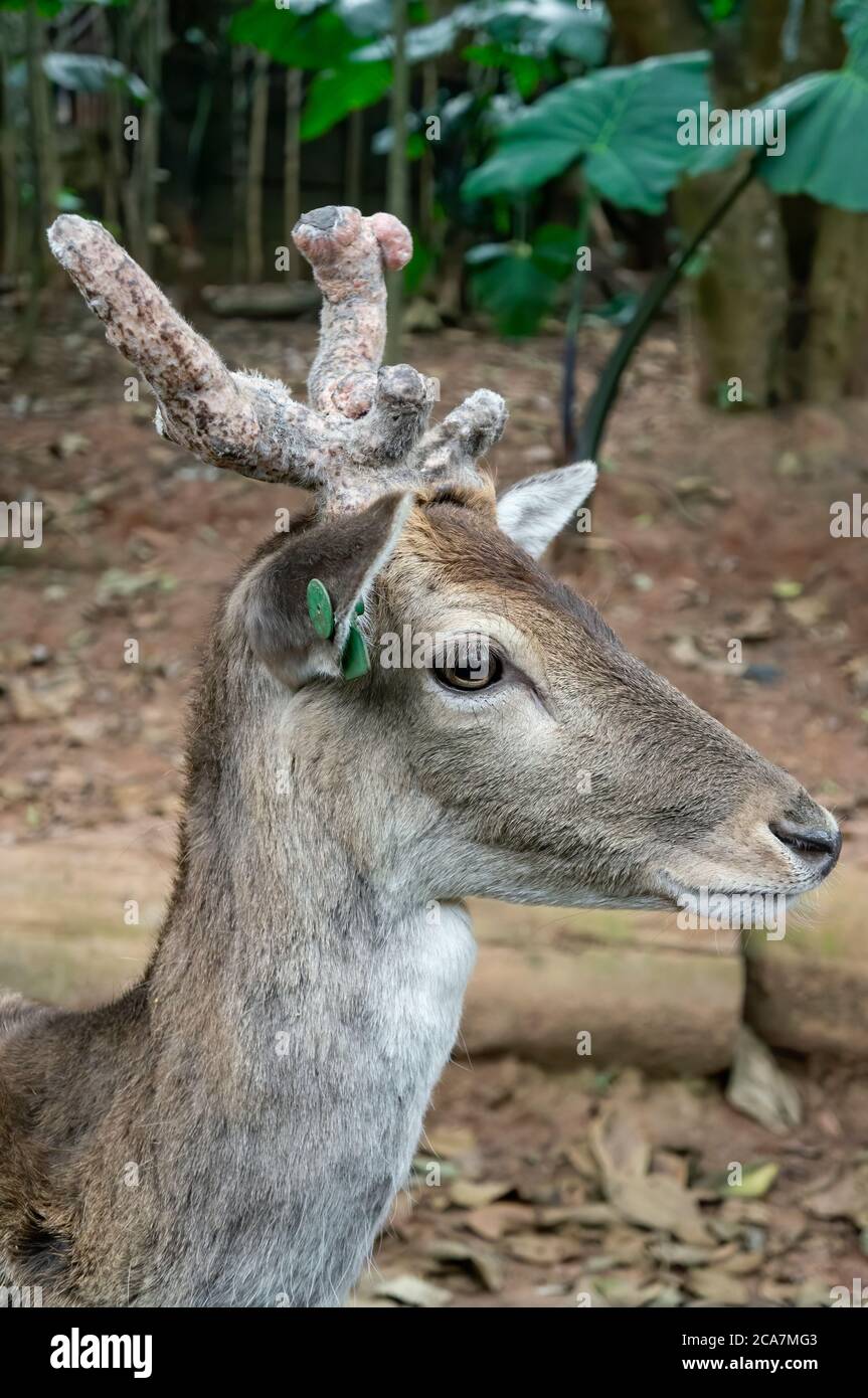 Portrait of a male Fallow deer (Dama dama - ruminant mammal belonging ...