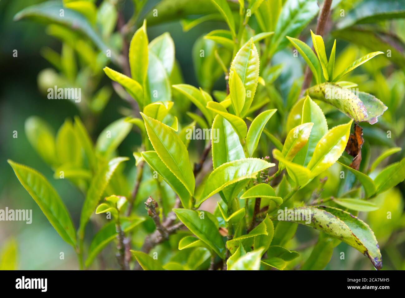 Tea leaf on Happy Valley Tea Estate in Darjeeling, West Bengal, India ...