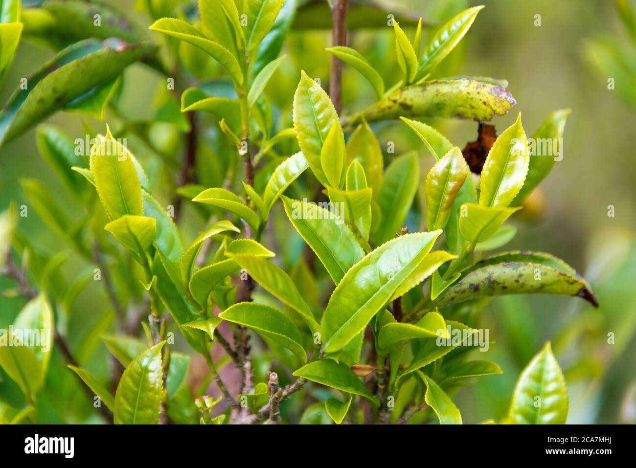 Tea leaf on Happy Valley Tea Estate in Darjeeling, West Bengal, India ...