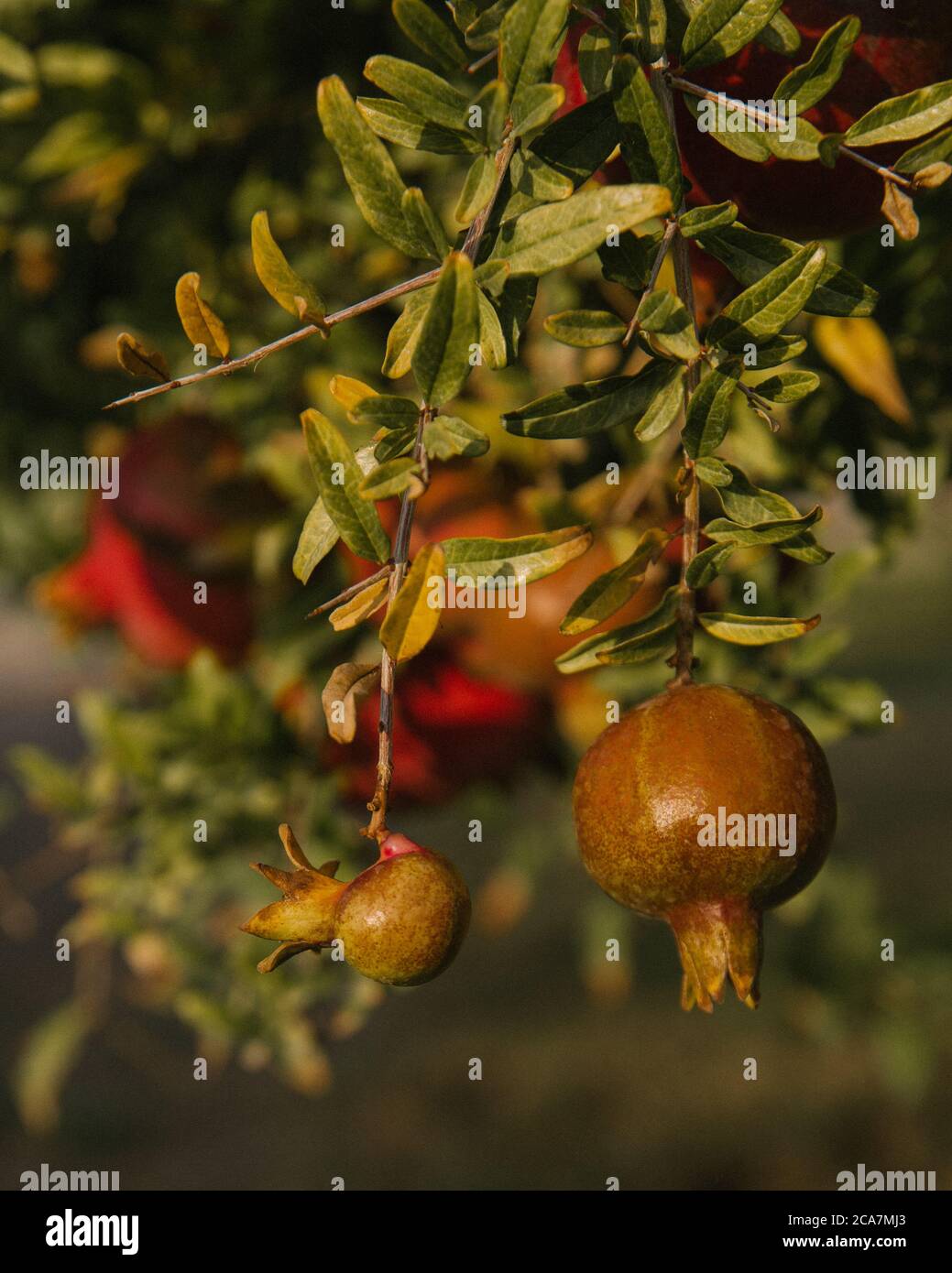 pomegranates growing on a tree Stock Photo - Alamy