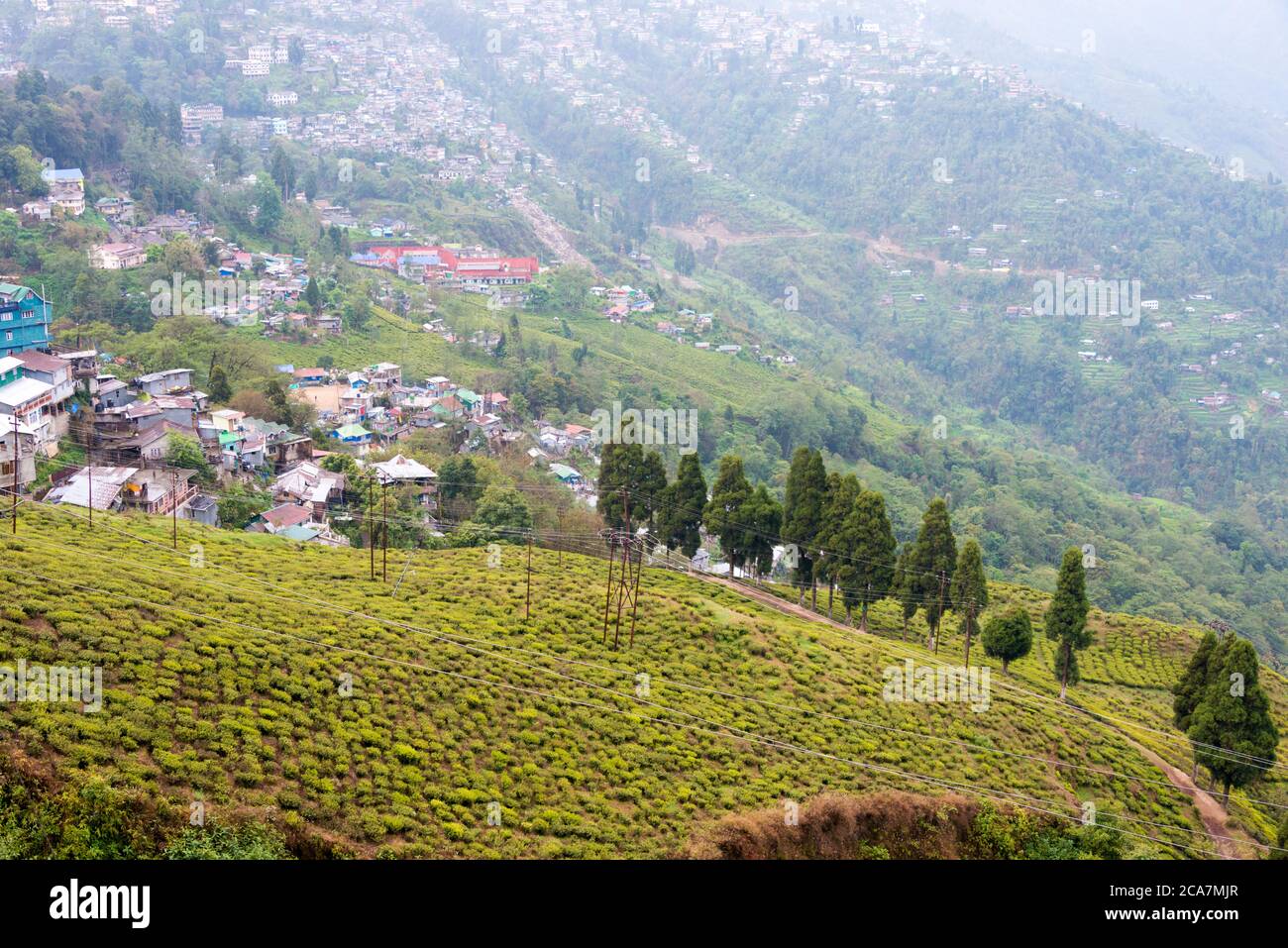 Tea Plantations at Happy Valley Tea Estate in Darjeeling, West Bengal ...