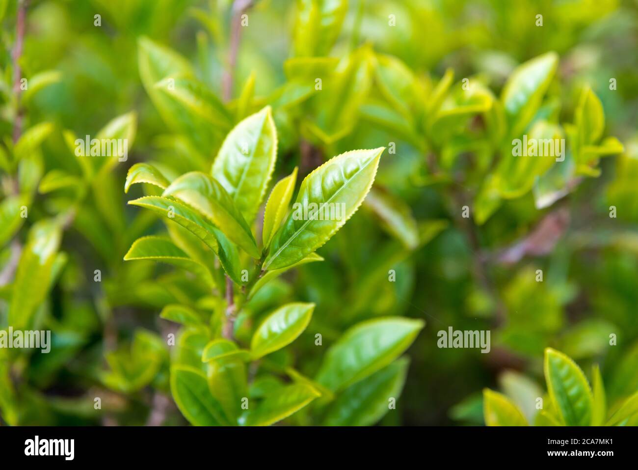 Tea leaf on Happy Valley Tea Estate in Darjeeling, West Bengal, India ...