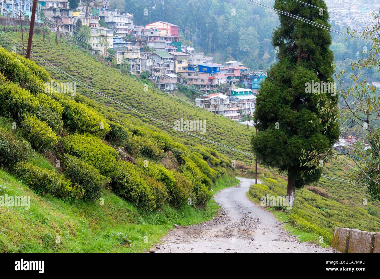 Tea Plantations at Happy Valley Tea Estate in Darjeeling, West Bengal ...