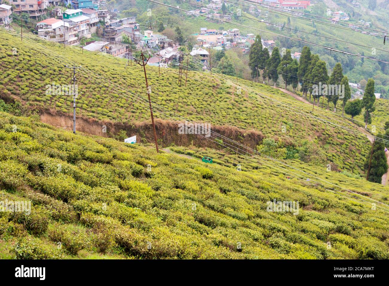 Tea Plantations at Happy Valley Tea Estate in Darjeeling, West Bengal ...