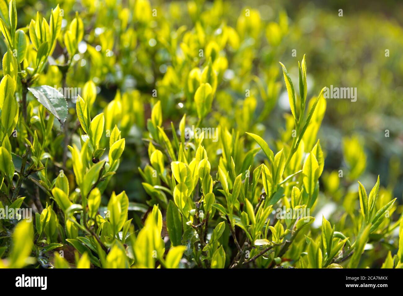Tea leaf on Happy Valley Tea Estate in Darjeeling, West Bengal, India ...