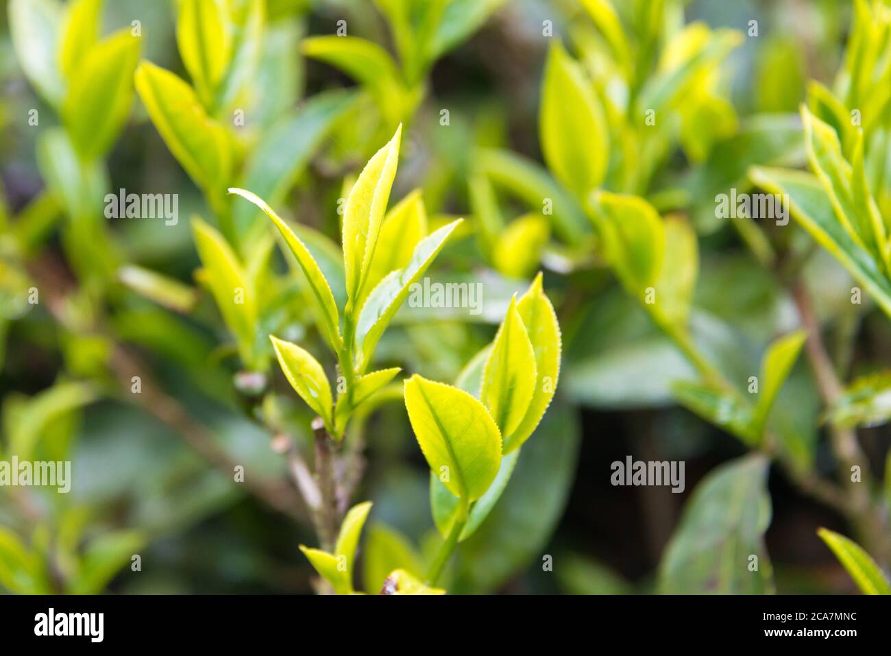 Tea leaf on Happy Valley Tea Estate in Darjeeling, West Bengal, India ...