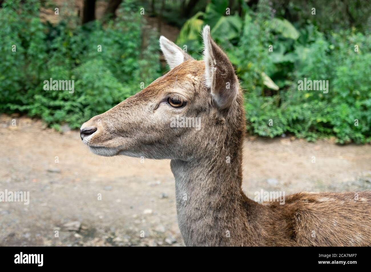 Portrait of a female Fallow deer (Dama dama - a ruminant mammal ...