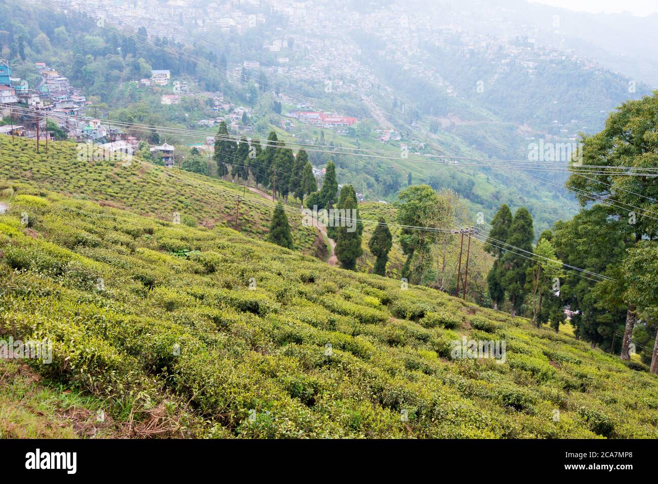 Tea Plantations at Happy Valley Tea Estate in Darjeeling, West Bengal ...