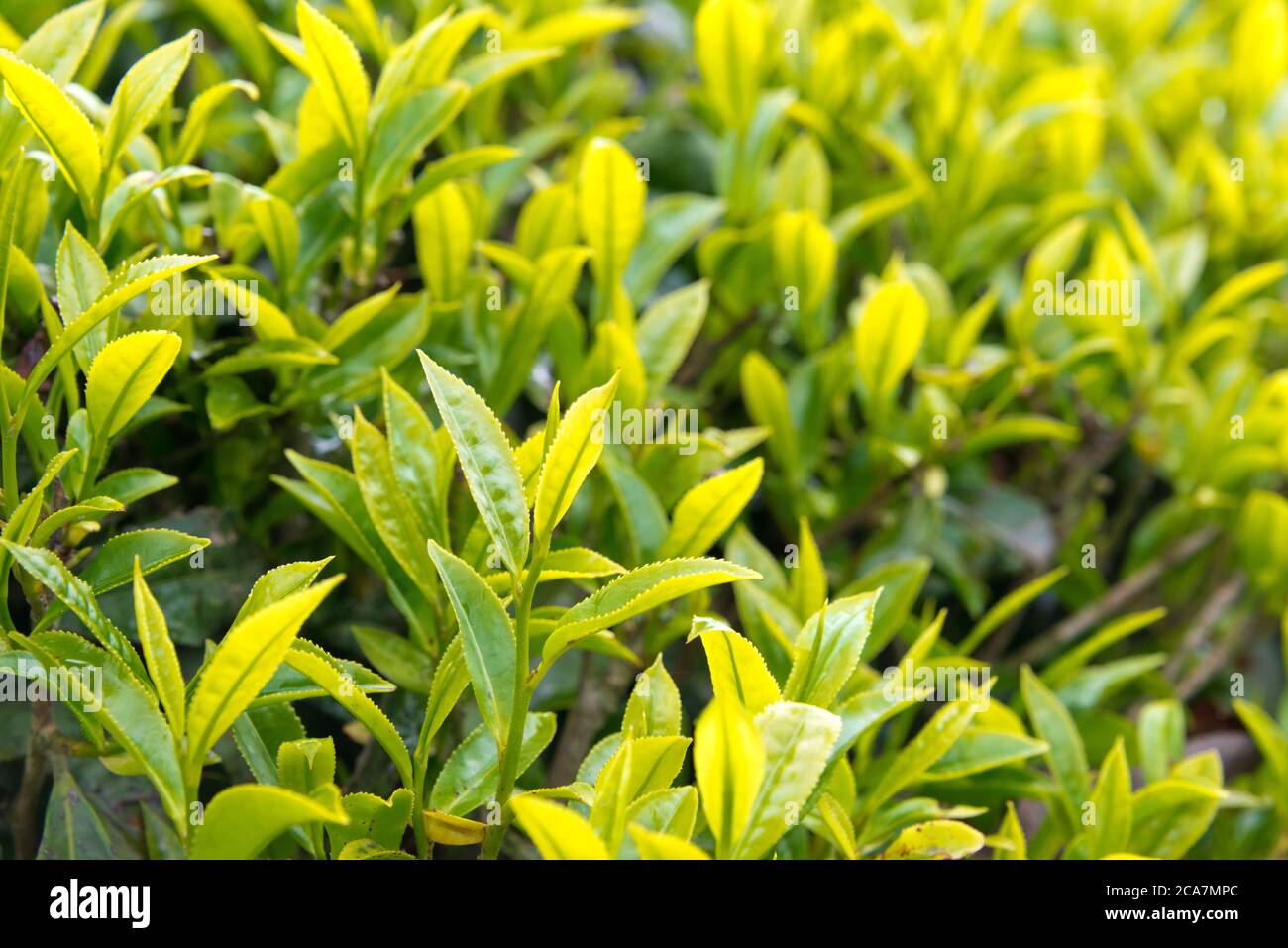 Tea leaf on Happy Valley Tea Estate in Darjeeling, West Bengal, India ...