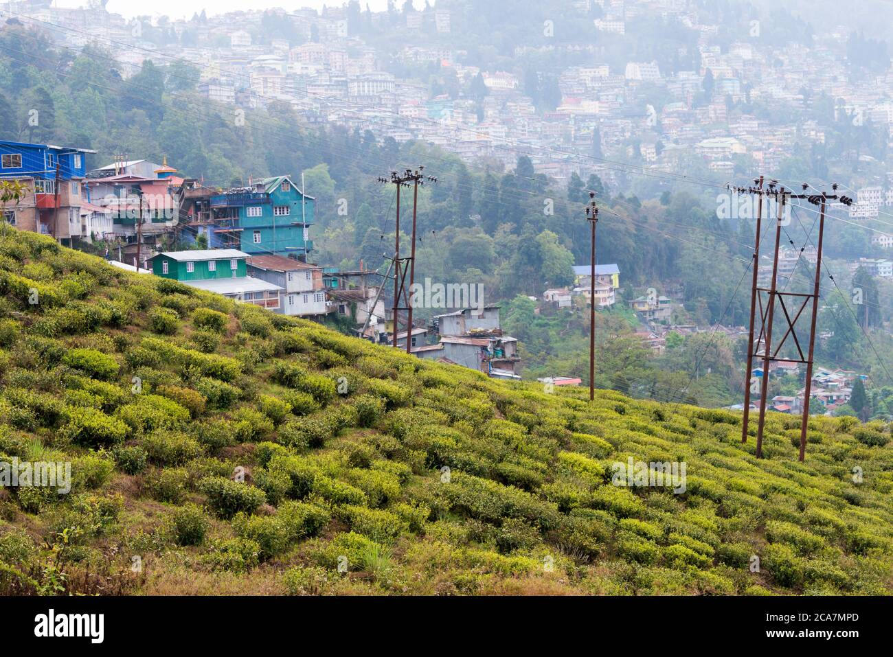 Tea Plantations at Happy Valley Tea Estate in Darjeeling, West Bengal ...