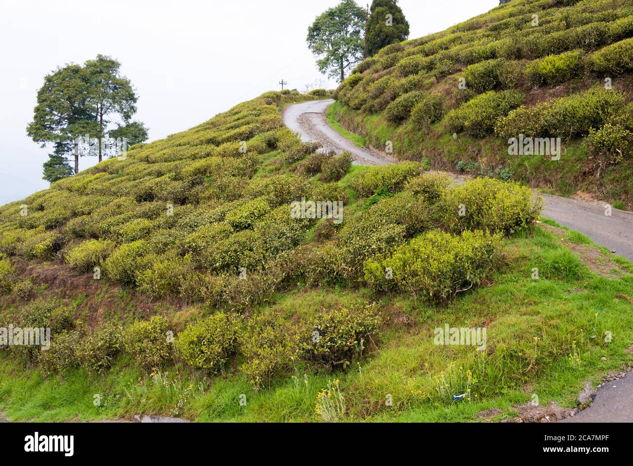 Tea Plantations at Happy Valley Tea Estate in Darjeeling, West Bengal ...