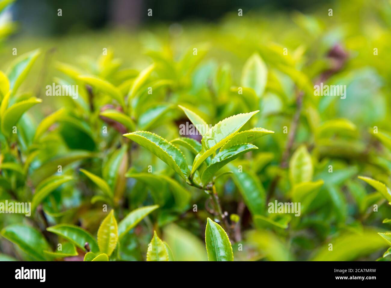 Tea leaf on Happy Valley Tea Estate in Darjeeling, West Bengal, India ...